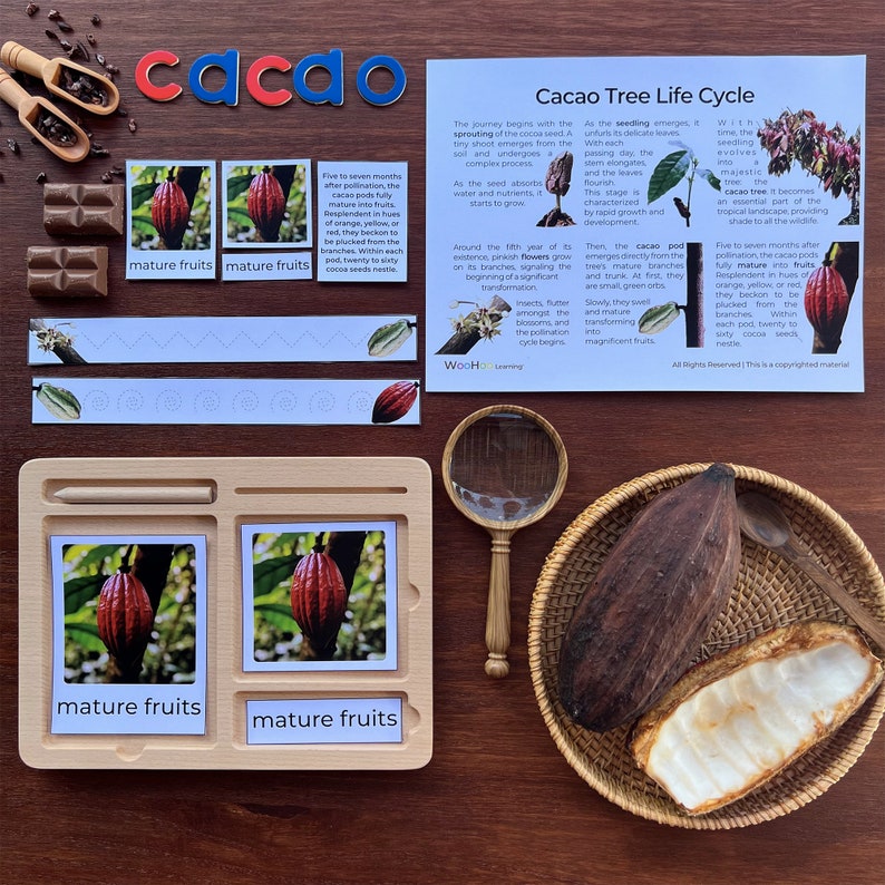 Cacao Tree Life Cycle Cacao Plant Life Cycle Cacao Life Cycle Printable ...