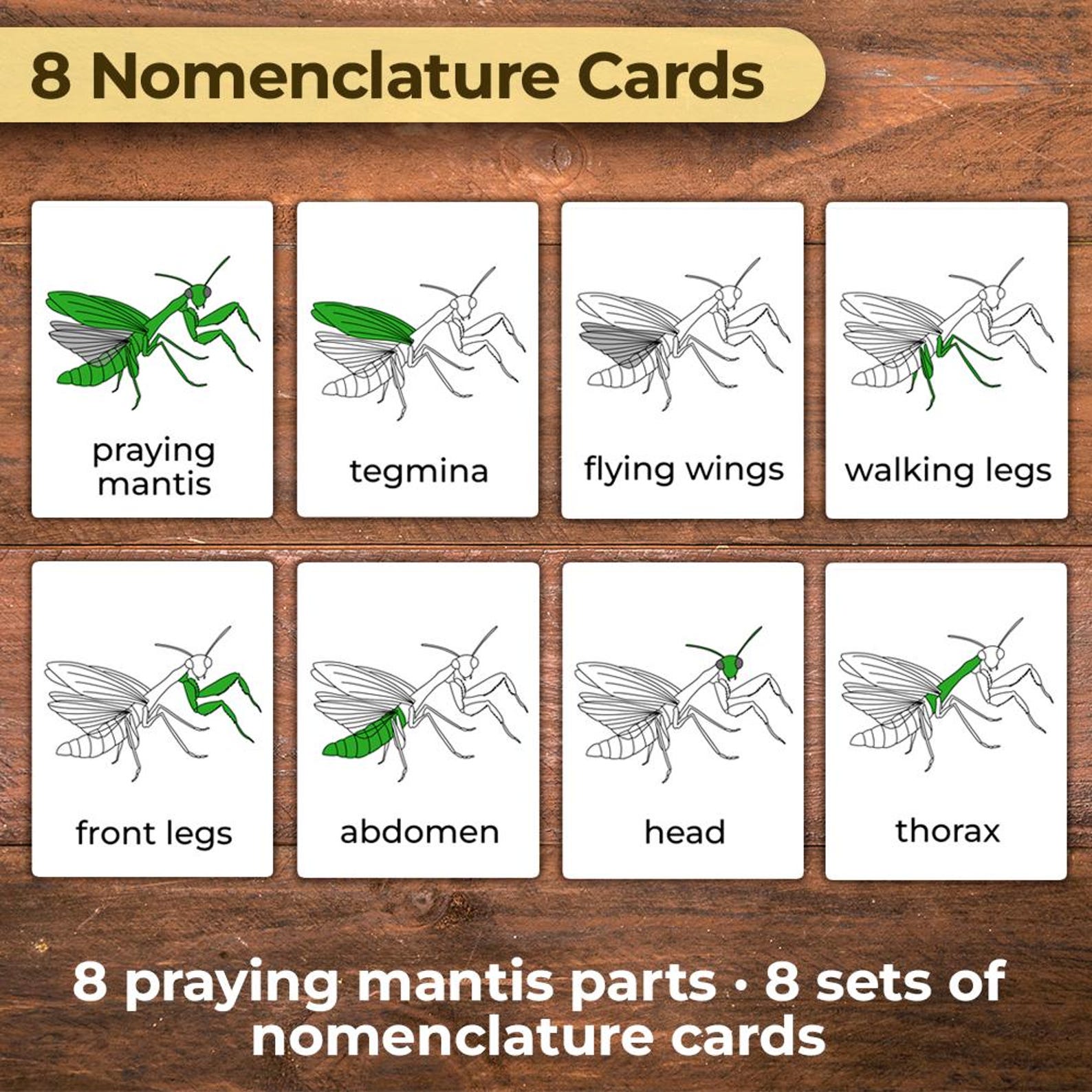 Parts of a Praying Mantis Insect Mantis Anatomy Cards Praying Mantis ...