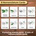 Parts of a Praying Mantis Insect Mantis Anatomy Cards Praying Mantis ...