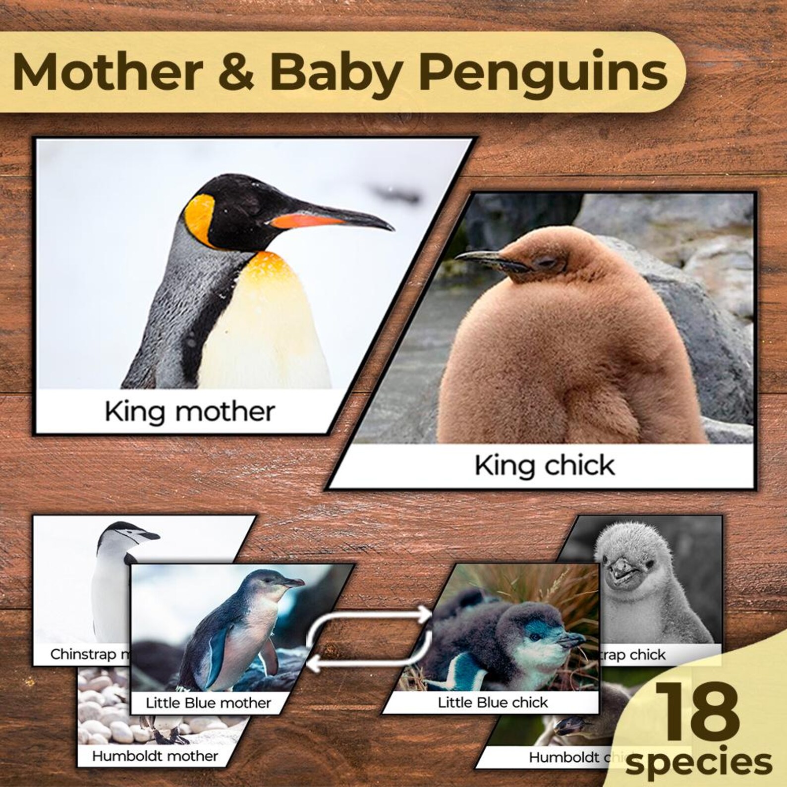 Types of Penguin Species Mother and Baby Animals Mother and Baby ...
