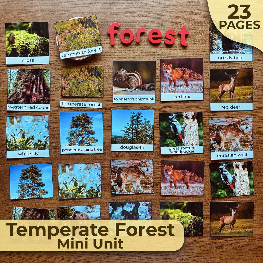 Temperate Forest Habitat Unit Study Temperate Forest Biome All About ...