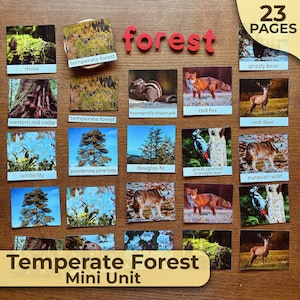 Rainforest Habitat Unit Study Rainforest Biome All About Rainforest ...