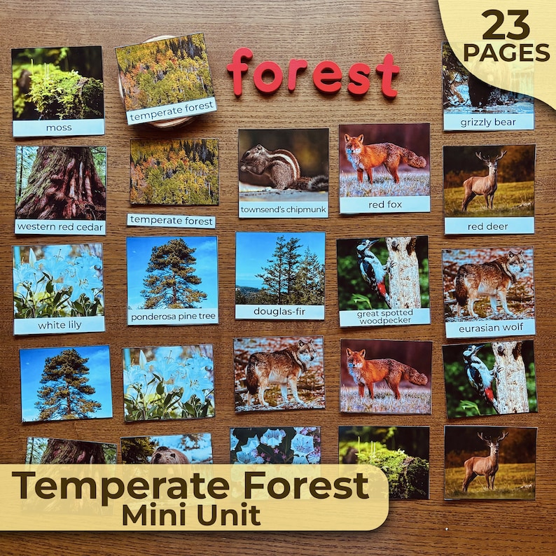 Temperate Forest Habitat Unit Study Temperate Forest Biome All About ...