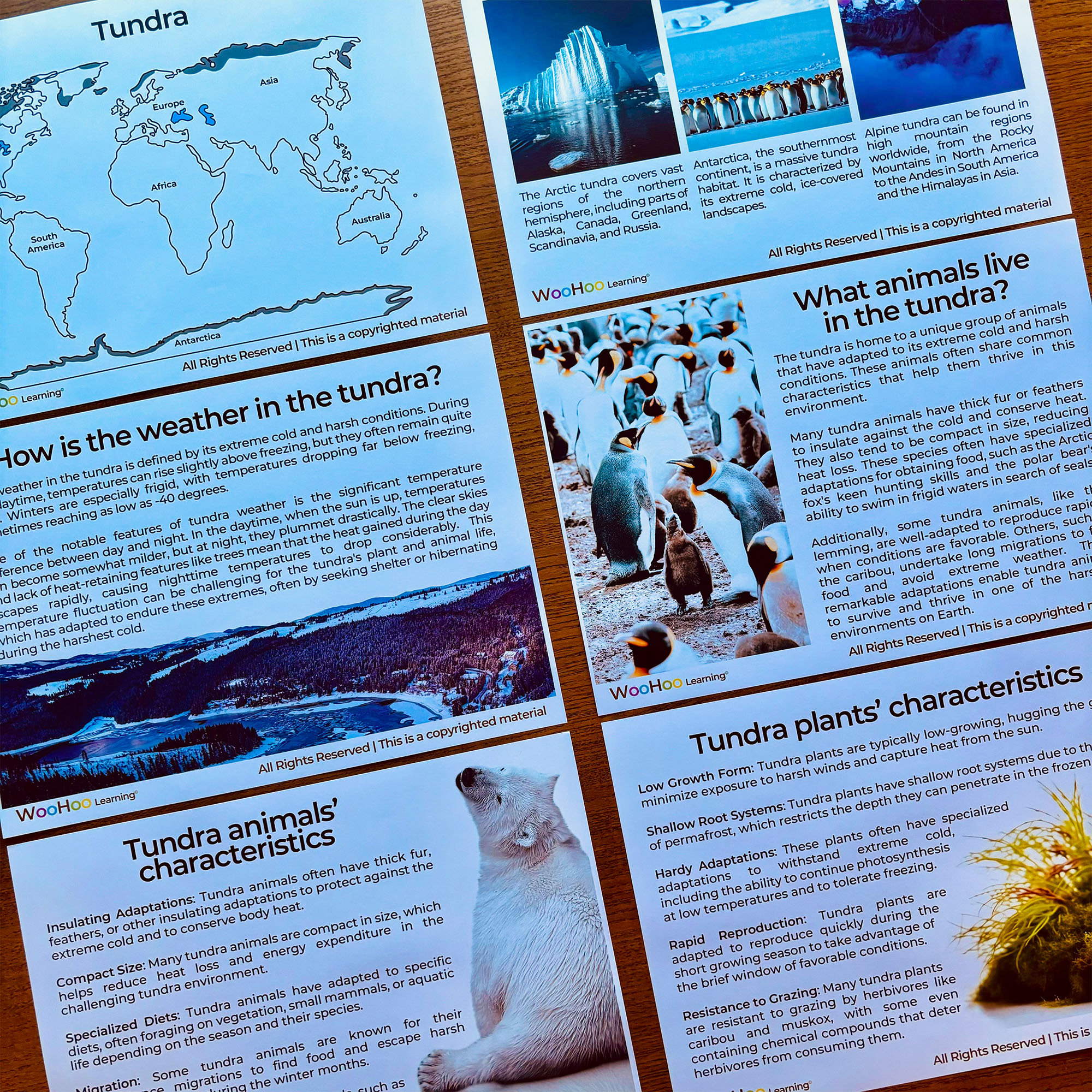 Tundra Habitat Unit Study Tundra Biome Unit Habitats Science Tundra ...