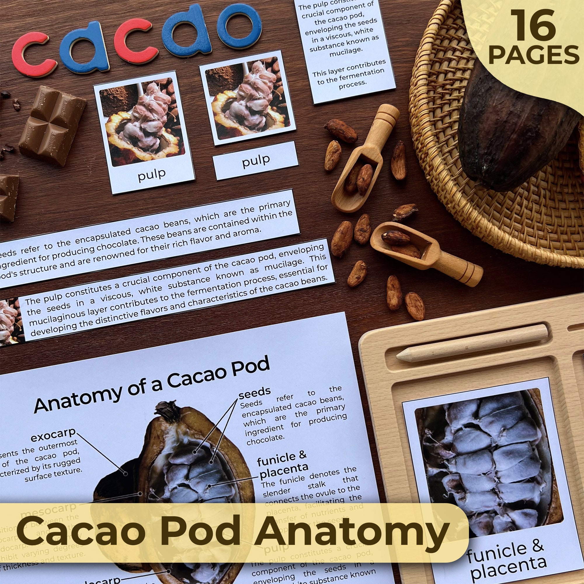 Cacao Pod Anatomy Chocolate Fruit Anatomy Chocolate Bean Parts Cacao ...