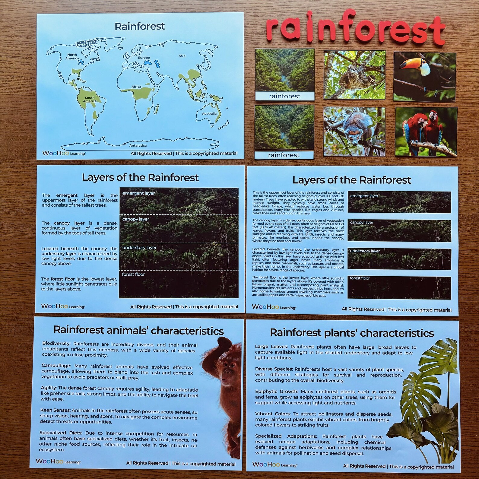 Rainforest Habitat Unit Study Rainforest Biome All About Rainforest ...