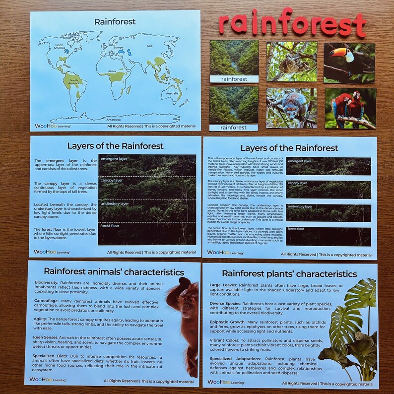 Rainforest Habitat Unit Study Rainforest Biome All About Rainforest ...