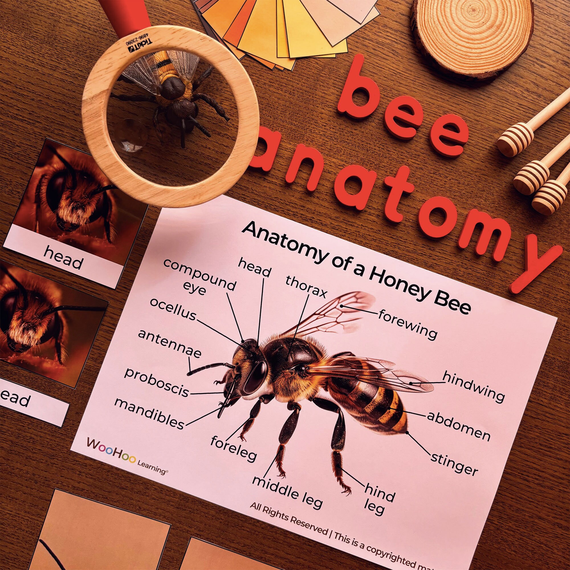 Honey Bee Unit Study Honey Bee Anatomy Honey Bee Life Cycle Honey Bee ...