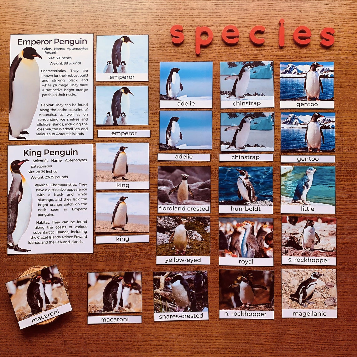 Penguin Species Penguin Identification Penguins Species Unit Study ...