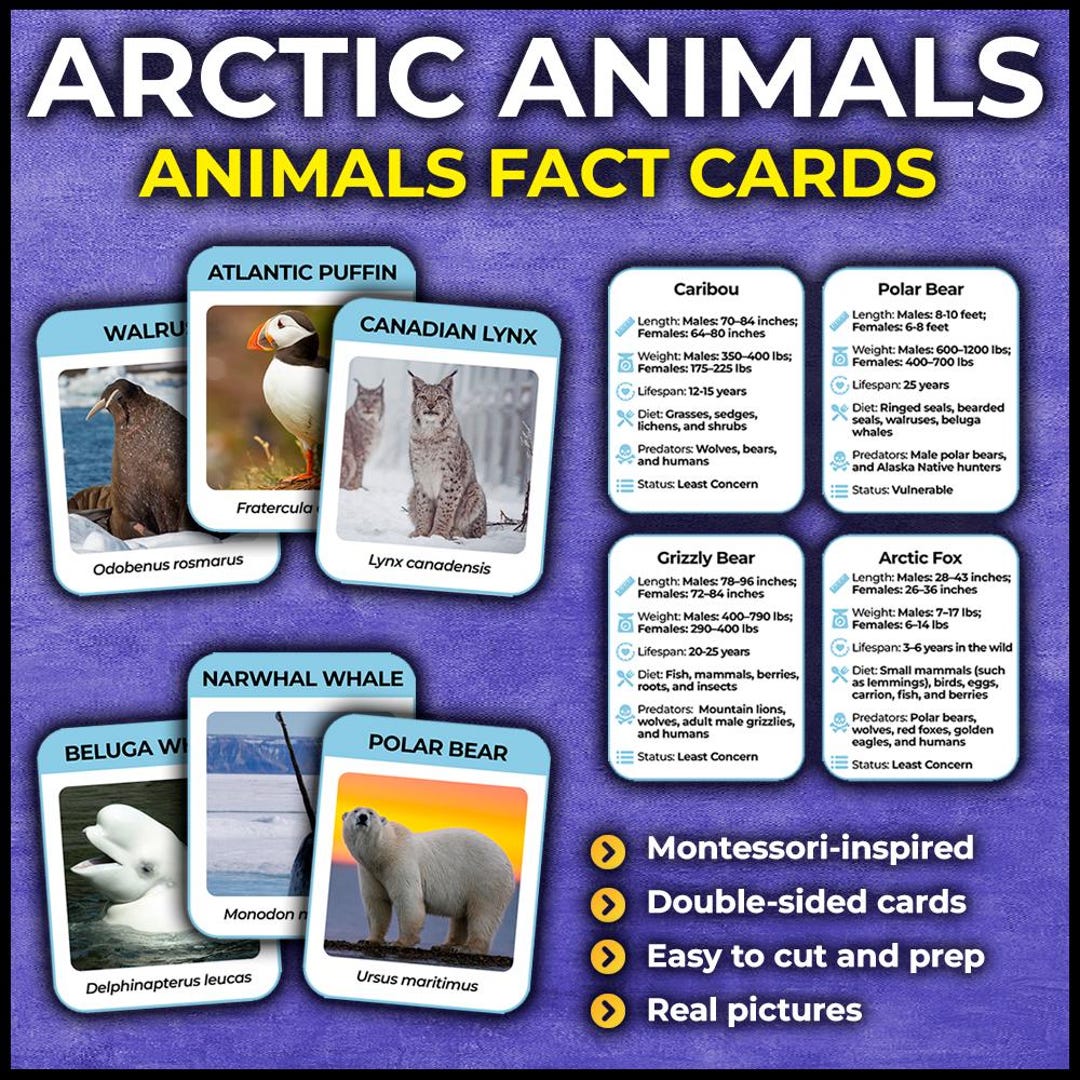 Arctic Animals Fact Cards | Animals of the Arctic Habitat | Montessori ...