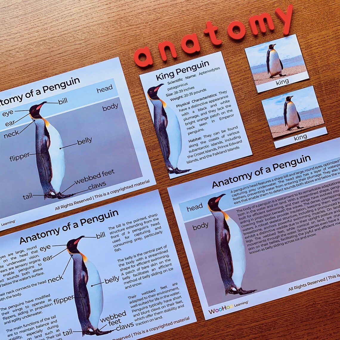 Penguin Anatomy Parts of a Penguin Parts Penguin Anatomy Display Poster ...