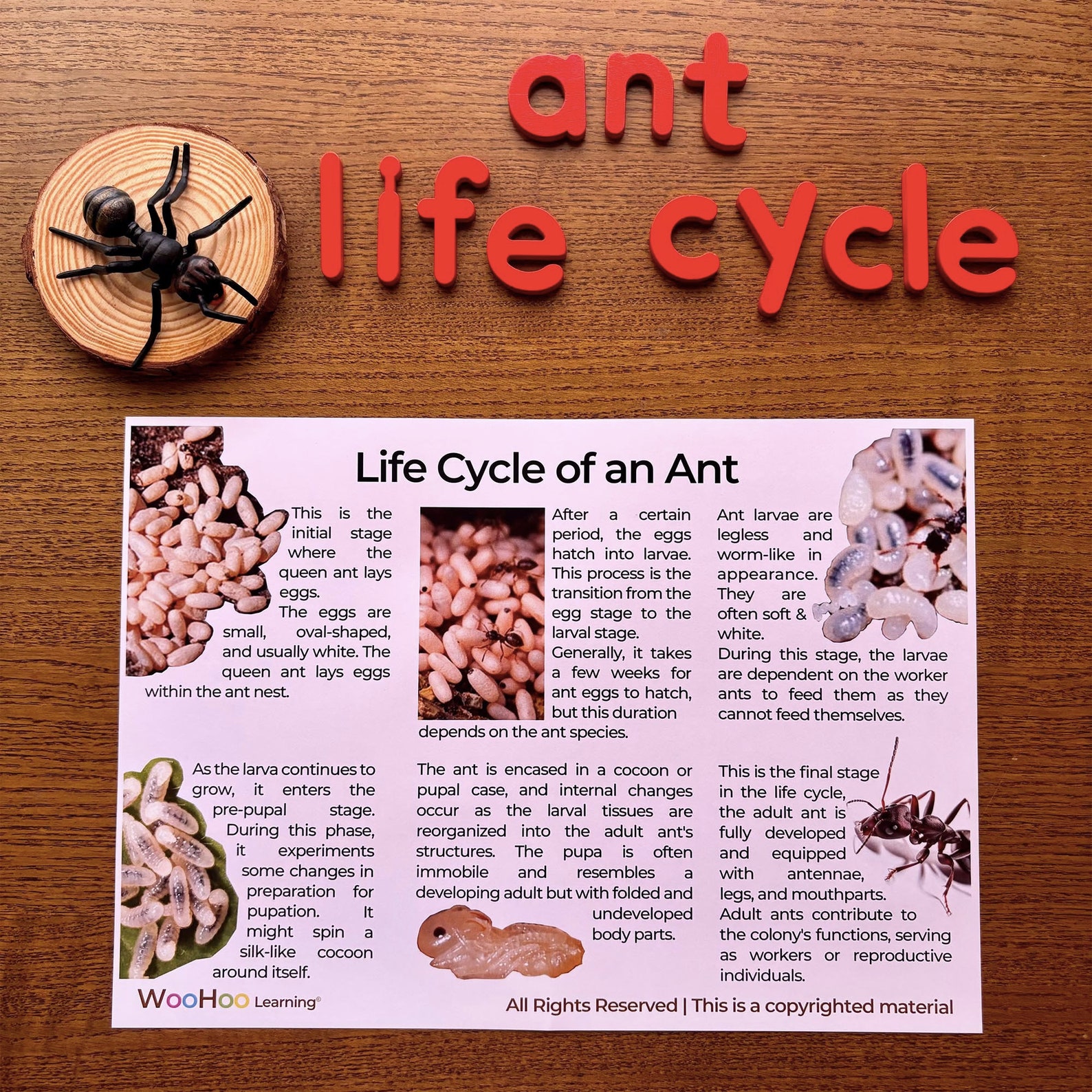 Ants Life Cycle Ant Life Cycle Stages Ants Life Cycle Poster Charlotte ...