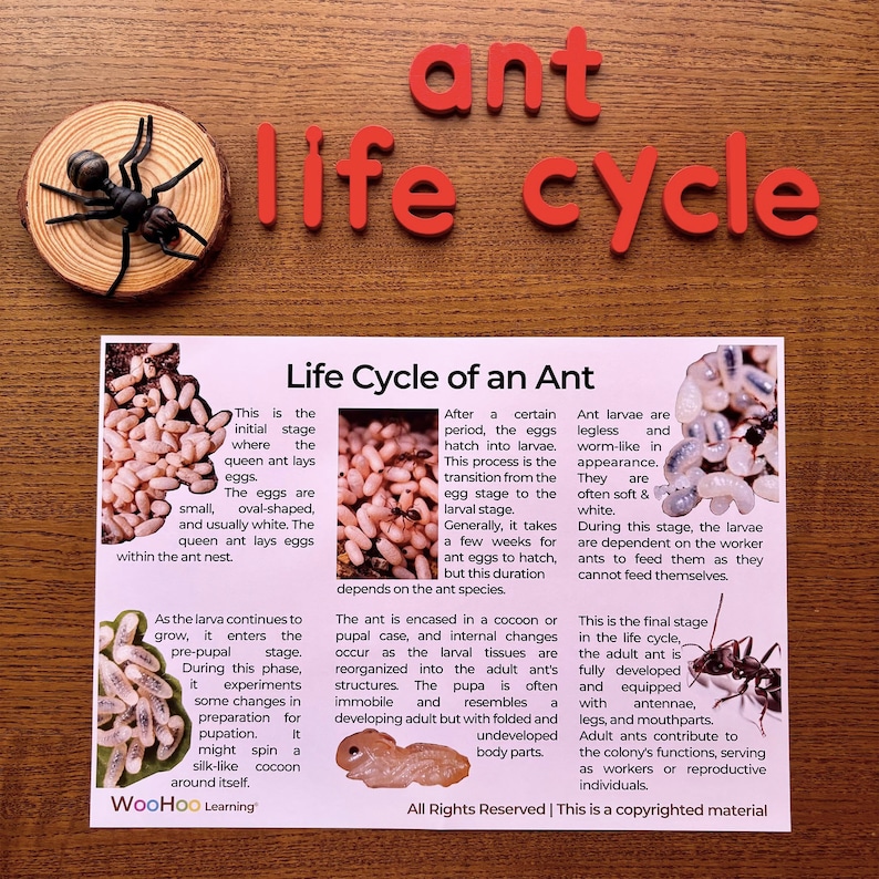 Ants Life Cycle Ant Life Cycle Stages Ants Life Cycle Poster Charlotte Mason Nature Study ...