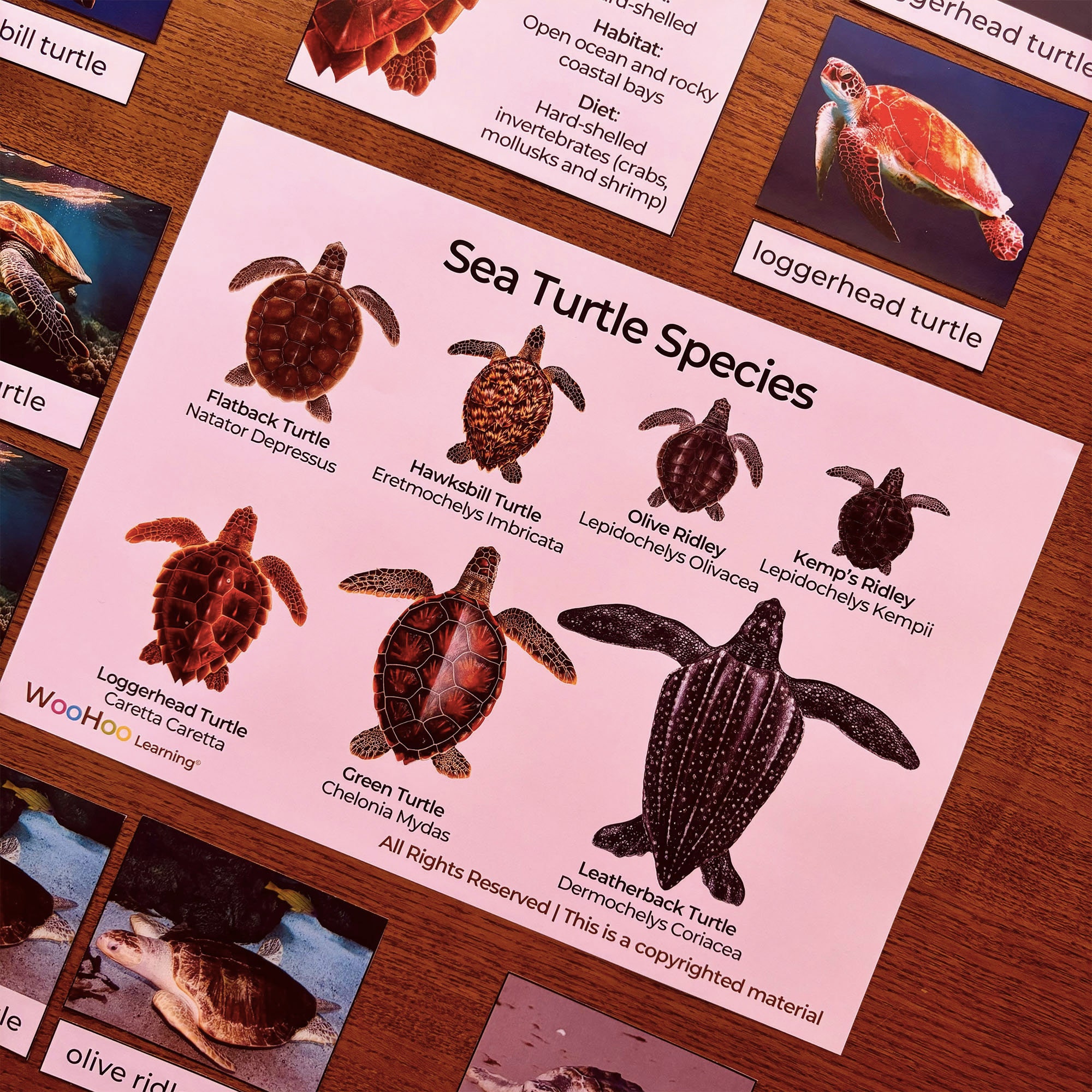 Sea Turtle Species Types of Sea Turtles All About Sea Turtles 3 Part ...