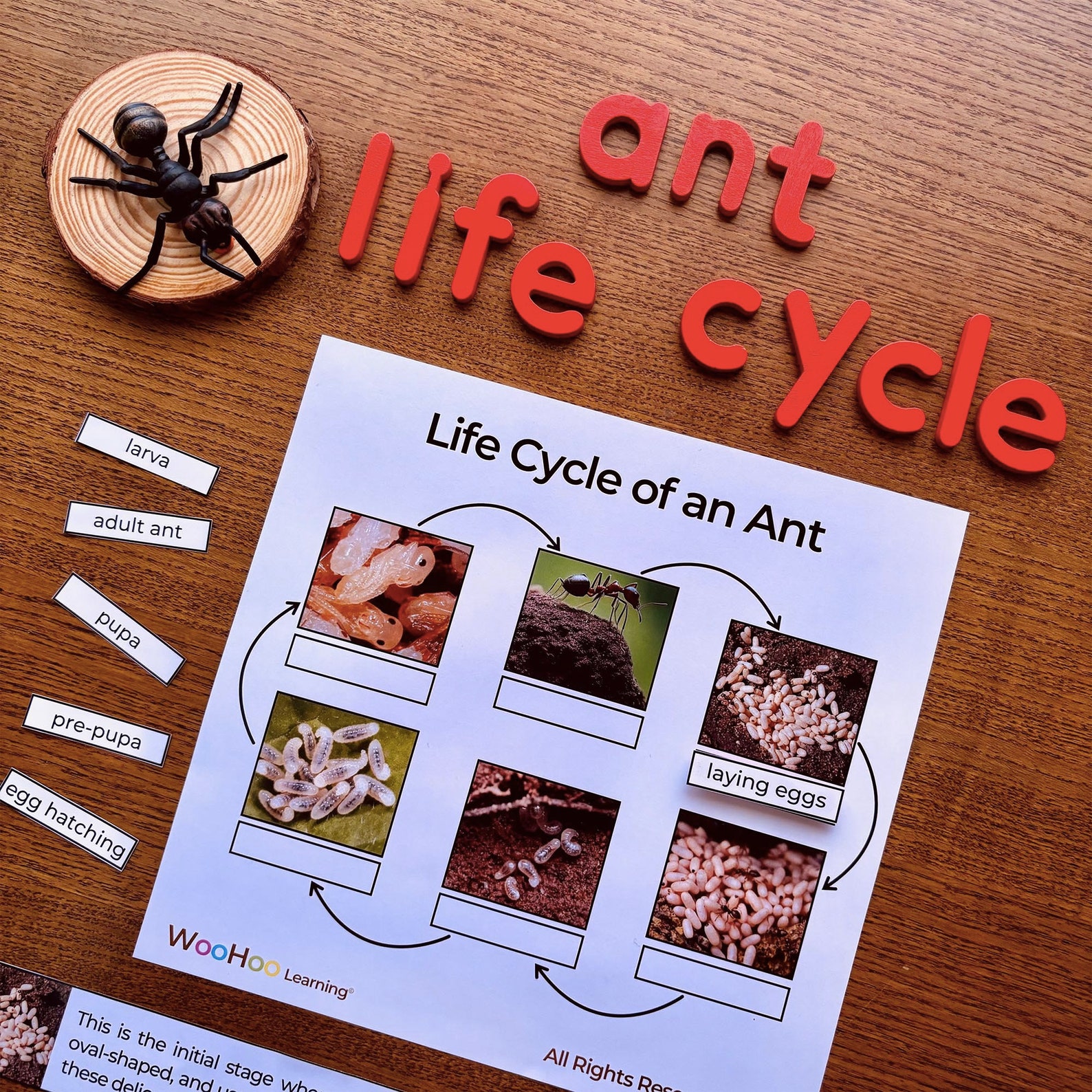 Ants Life Cycle Ant Life Cycle Stages Ants Life Cycle Poster Charlotte ...