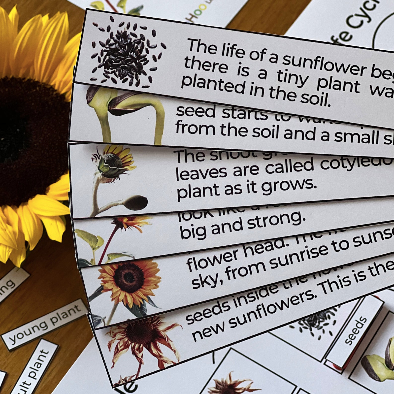Sunflower Life Cycle Sunflower Unit Study Sunflower Growth Stages ...