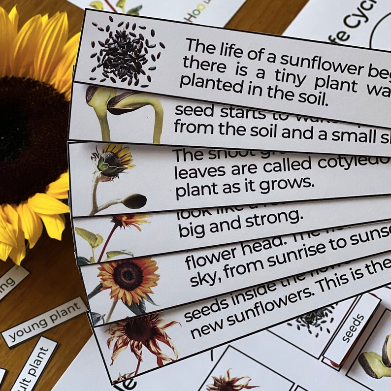 Sunflower Life Cycle Sunflower Unit Study Sunflower Growth Stages ...