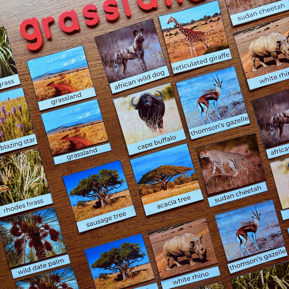 Grassland Habitat Unit Study Grassland Biome Grassland Animals ...