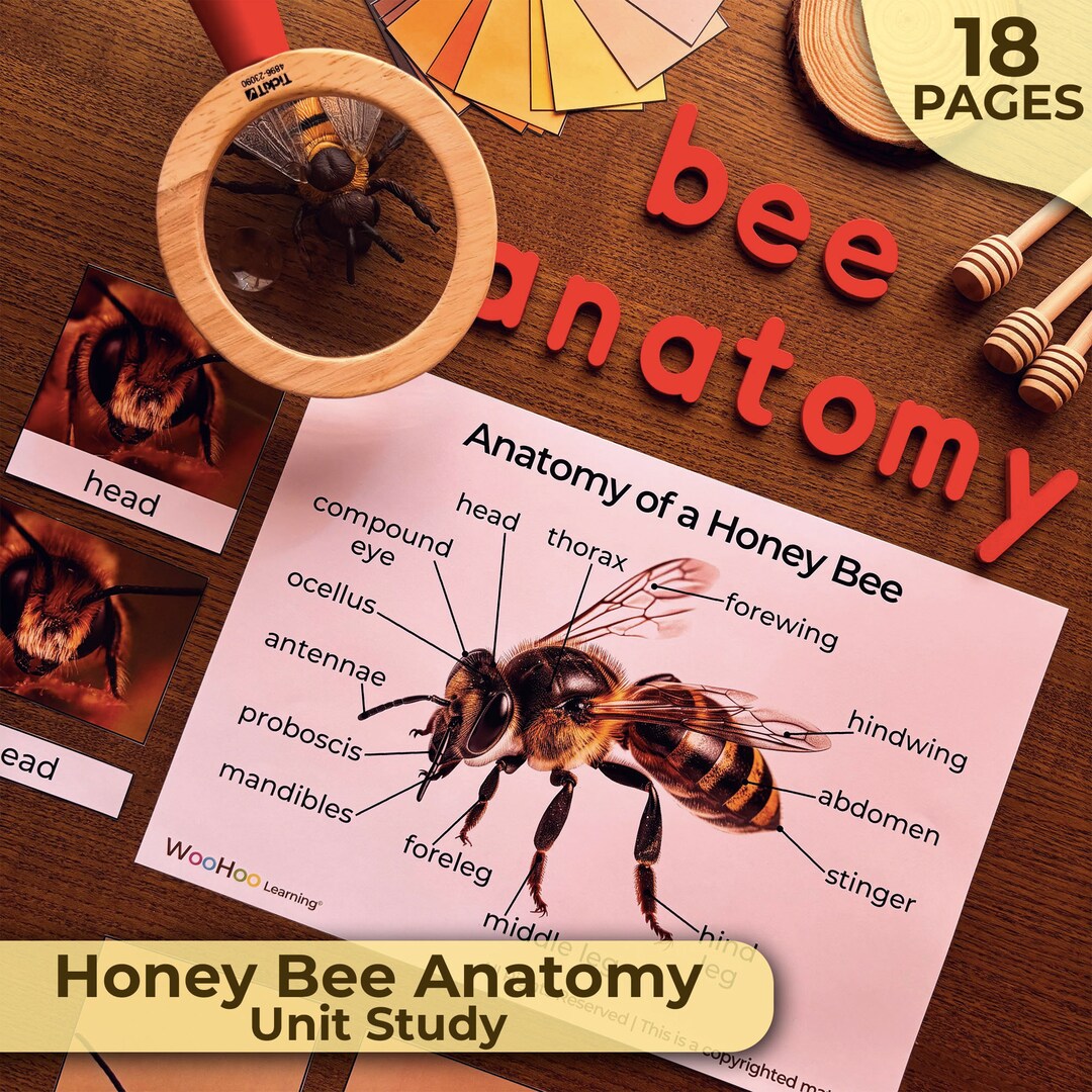 Honey Bee Anatomy Honey Bee Parts Anatomy of a Bee Parts of a Honey Bee ...