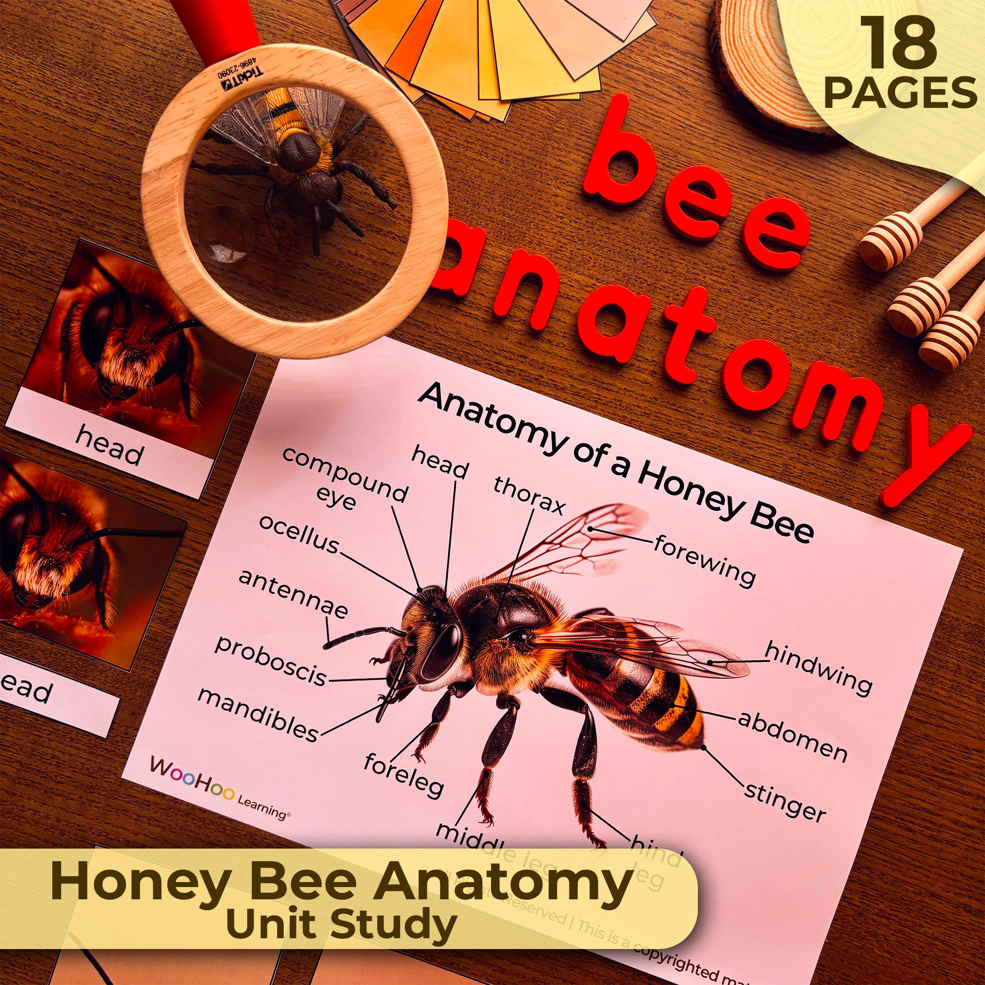 Honey Bee Anatomy Honey Bee Parts Anatomy of a Bee Parts of a Honey Bee ...