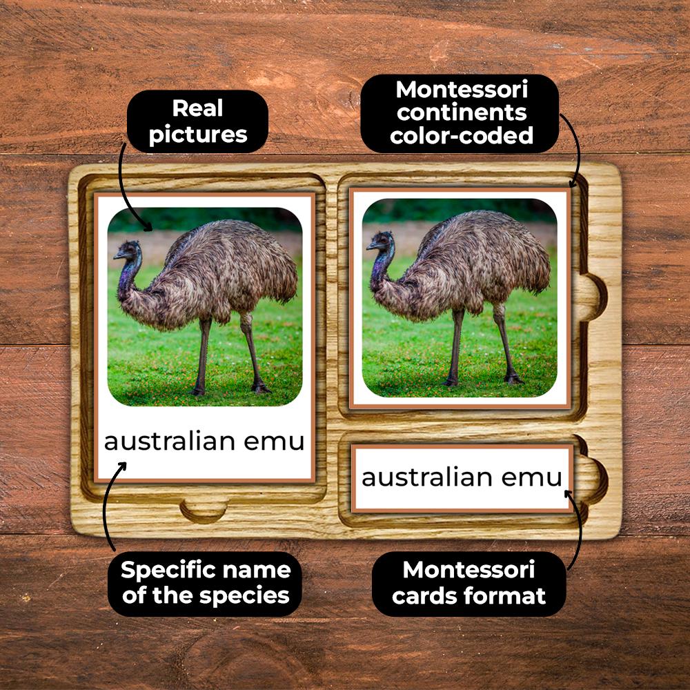 Animals of Australia Flashcards Animals Nomenclature Cards Amazing ...