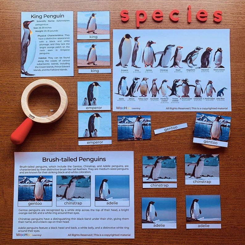 Penguin Species Penguin Identification Penguins Species Unit Study ...