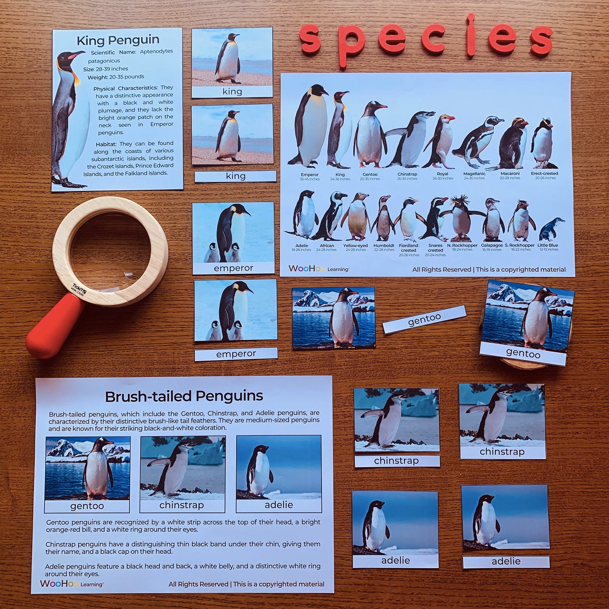 Penguin Species Penguin Identification Penguins Species Unit Study ...