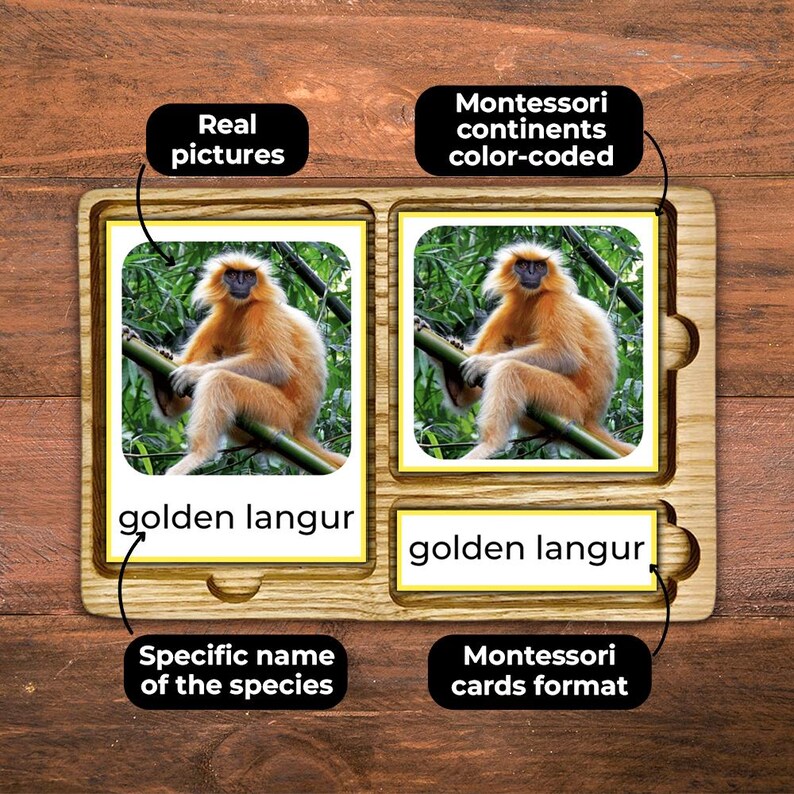 Animals of Asia Continent Asia Animals Flash Cards Asiatic Animals ...