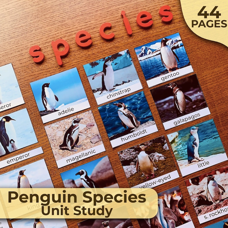 Penguin Species Penguin Identification Penguins Species Unit Study ...