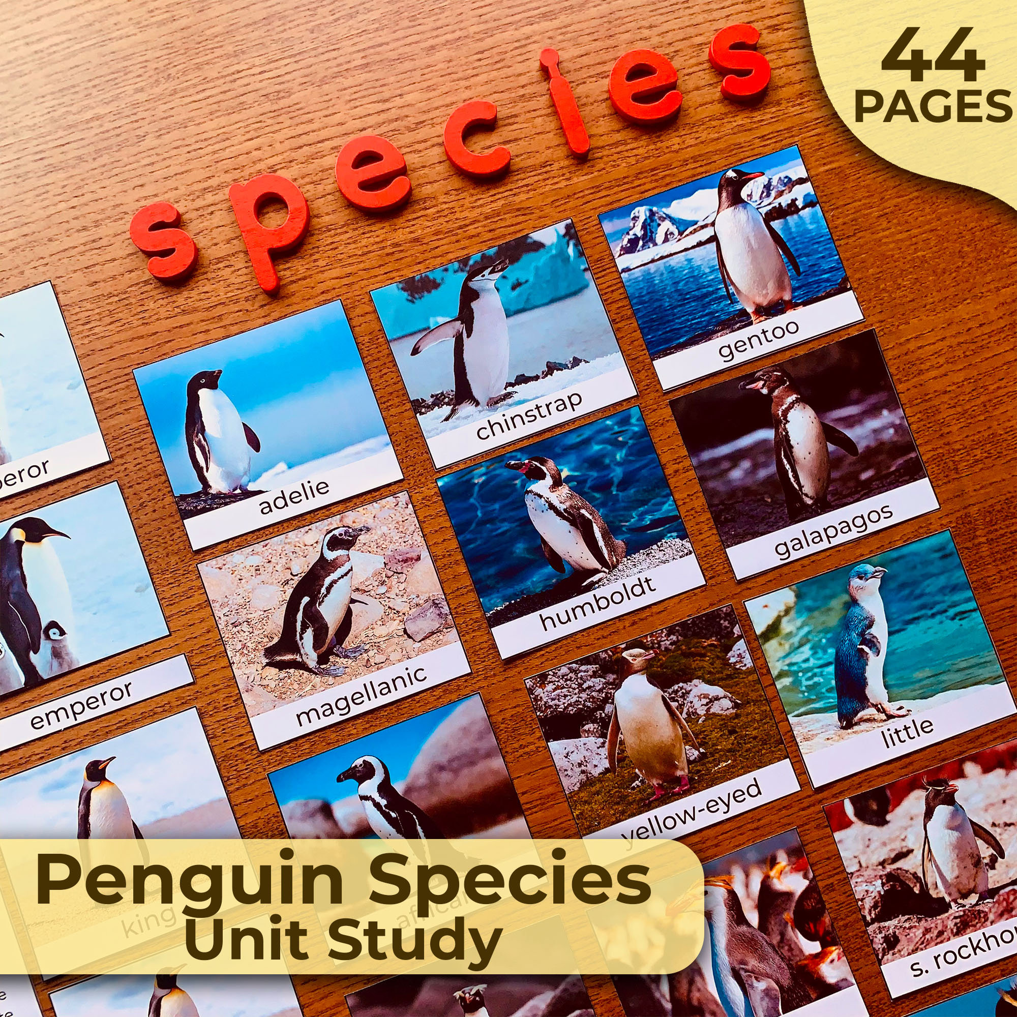 Penguin Species Penguin Identification Penguins Species Unit Study ...