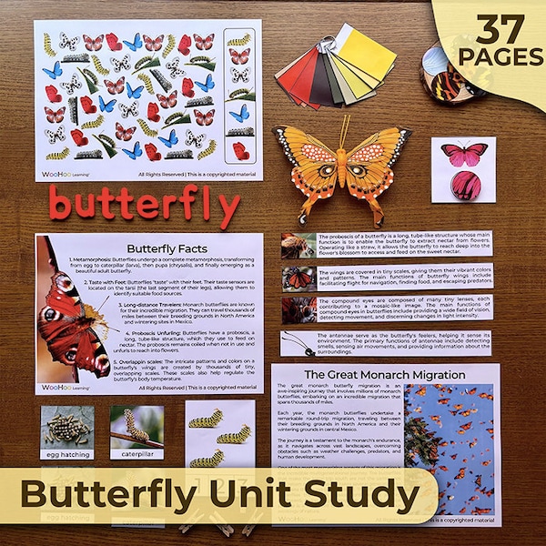 Butterfly Anatomy - Etsy