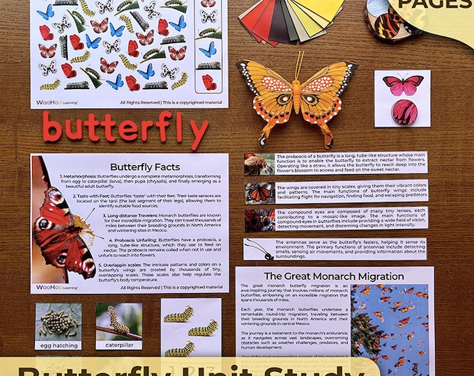 Anatomy of a Butterfly • Montessori Printable • Butterfly Study • Busy ...