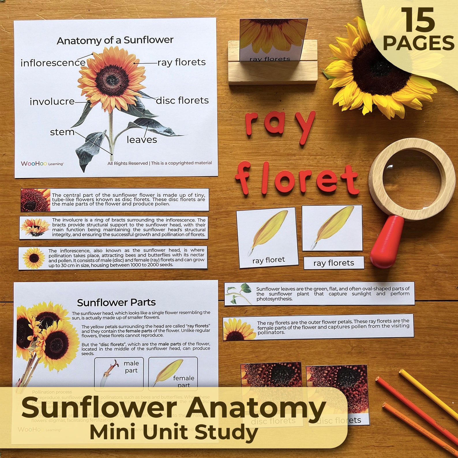 Parts of a Sunflower Anatomy Poster Sunflower Parts of a Sunflower ...