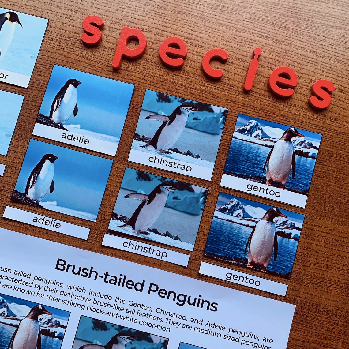 Penguin Species Penguin Identification Penguins Species Unit Study ...