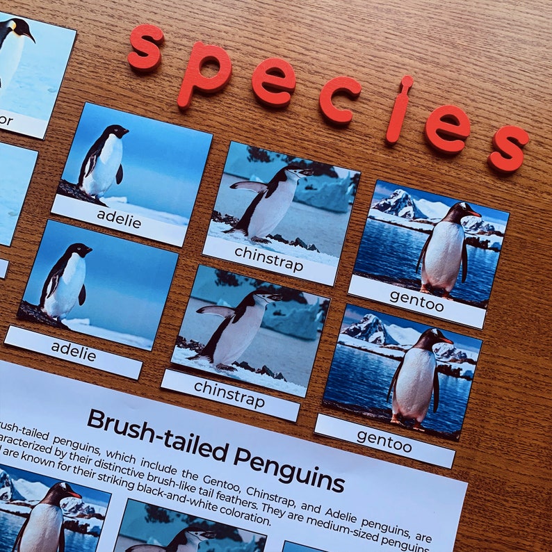Penguin Species Penguin Identification Penguins Species Unit Study ...