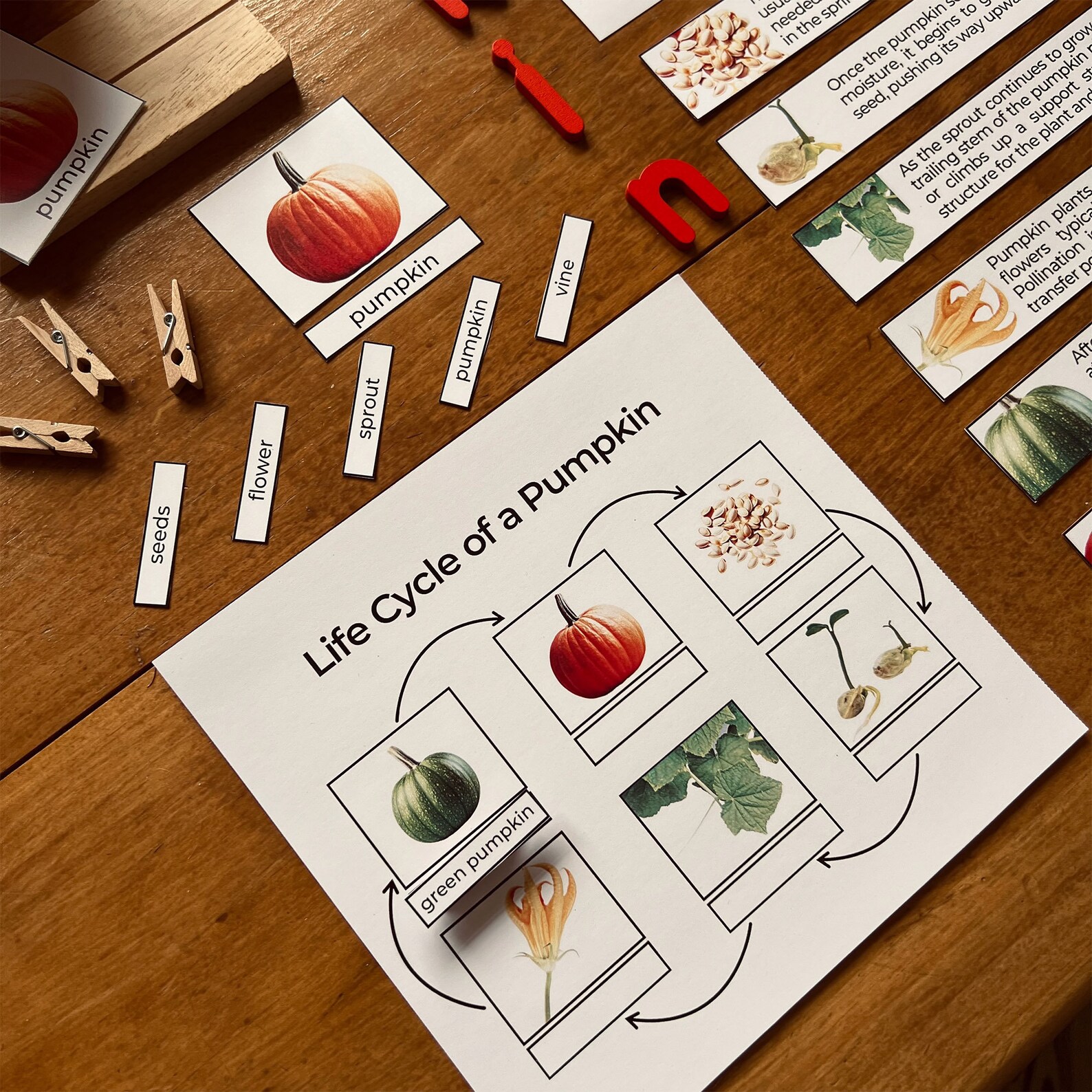 Pumpkin Unit Study Pumpkin Life Cycle Pumpkin Anatomy Montessori ...