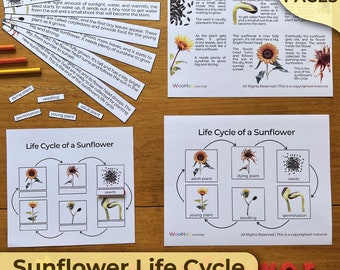 Sunflower Life Cycle Sunflower Unit Study Sunflower Growth Stages ...