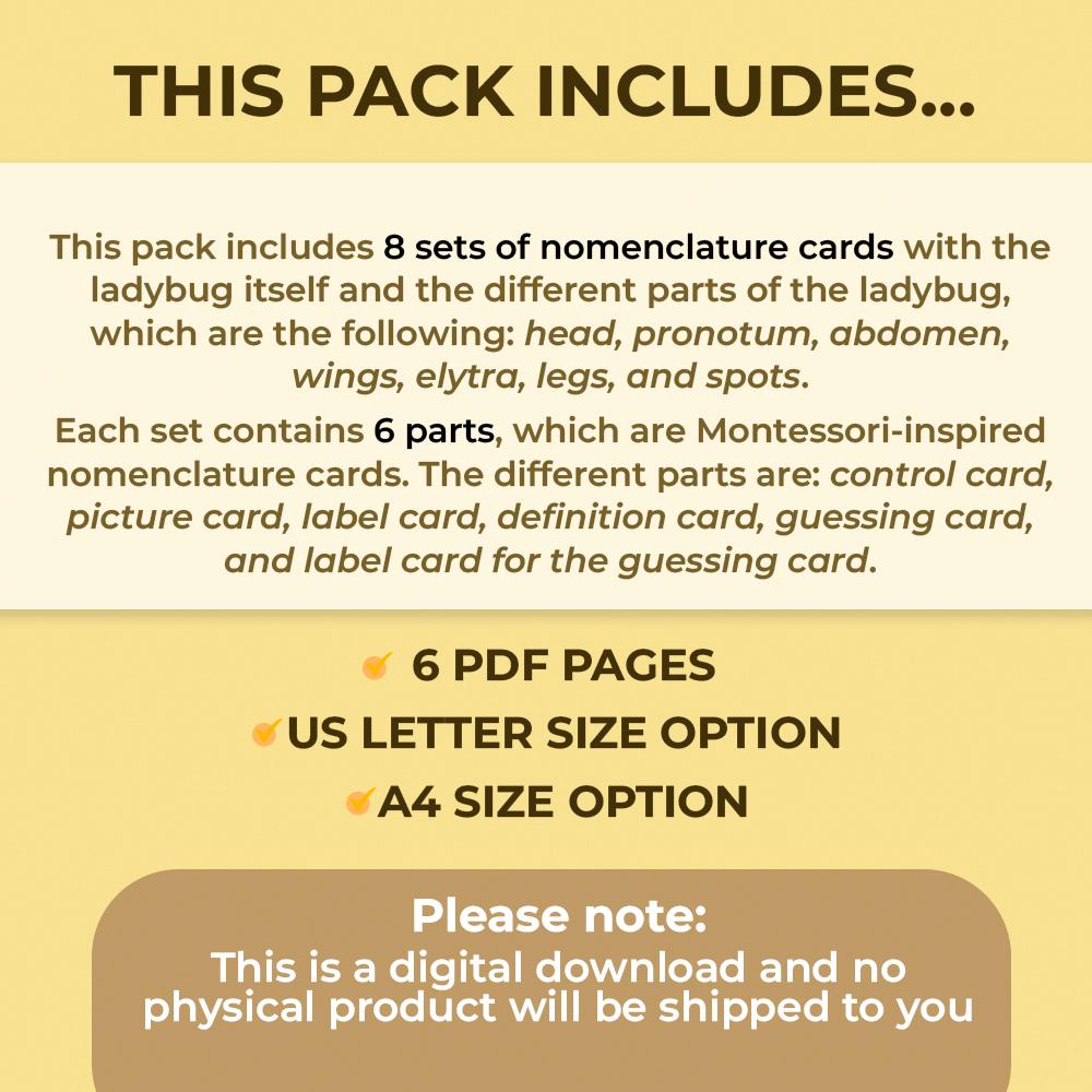 Parts of a Ladybug the Body Parts of a Ladybug Anatomy Parts Ladybug ...