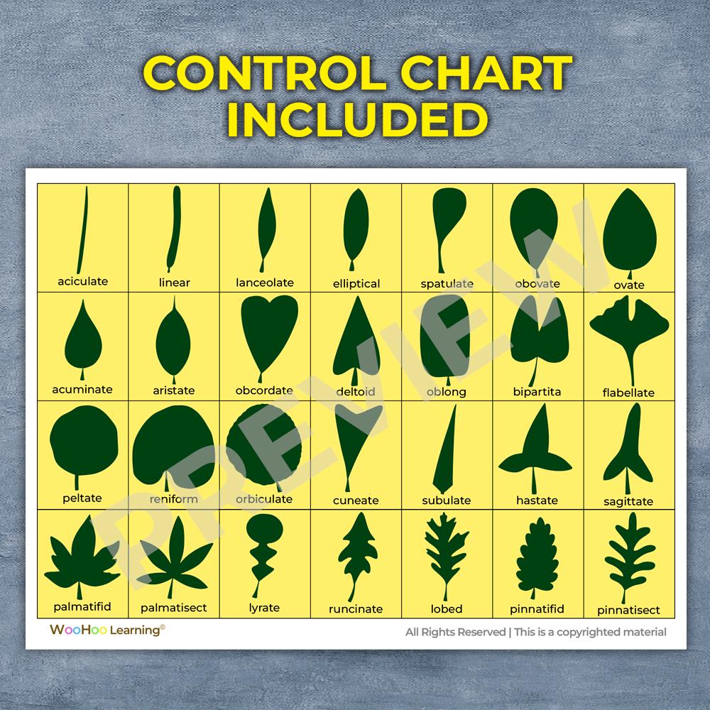 Leaf Shapes 3-part Cards | Type of Leaf Flashcards | Montessori Botany ...