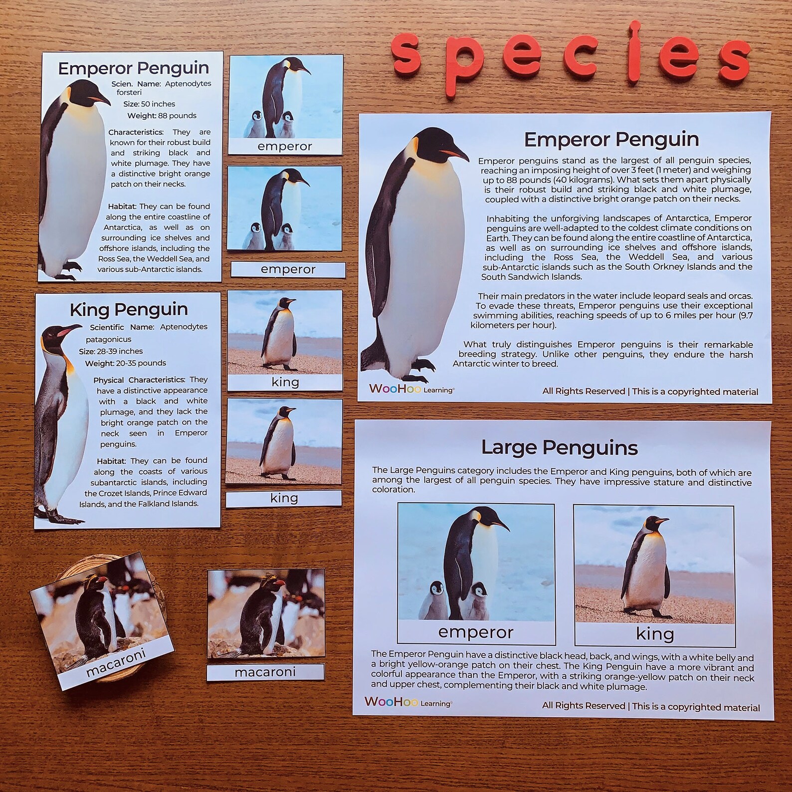 Penguin Species Penguin Identification Penguins Species Unit Study ...