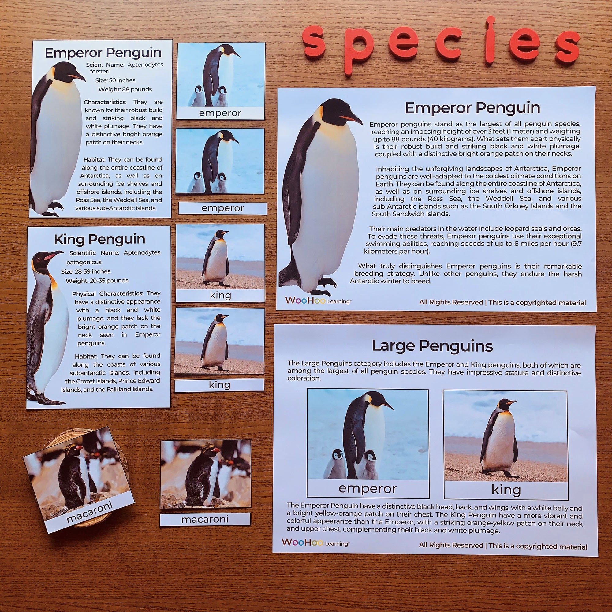Penguin Species Penguin Identification Penguins Species Unit Study ...