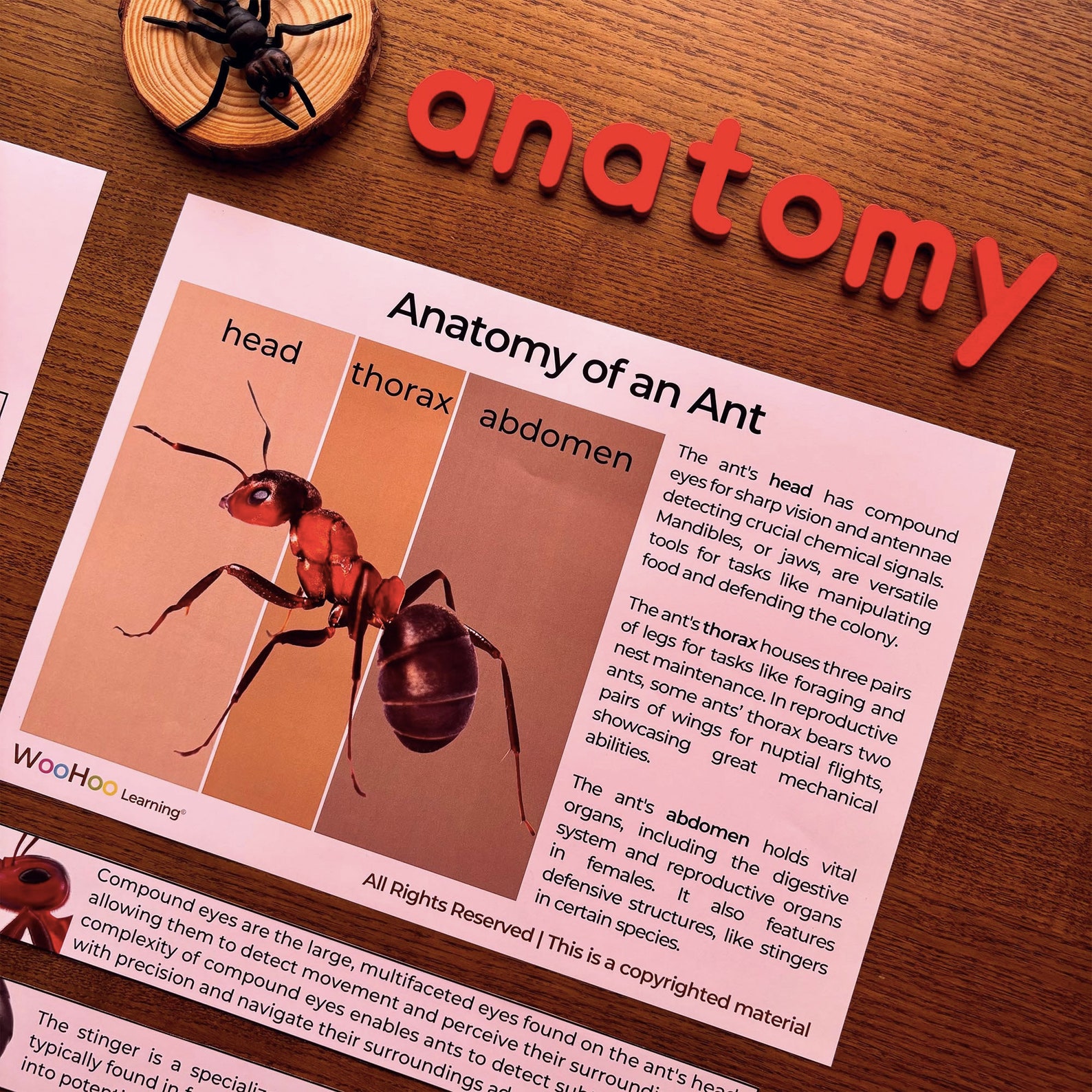 Ants Anatomy Parts of an Ant Anatomy Unit Study Ants Anatomy Nature ...
