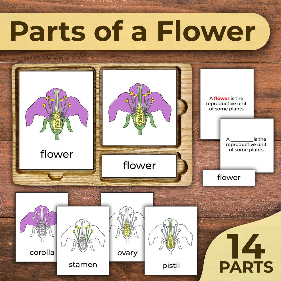 Parts of a Flower Nomenclature Cards Anatomy of a Flower Cards Flower ...