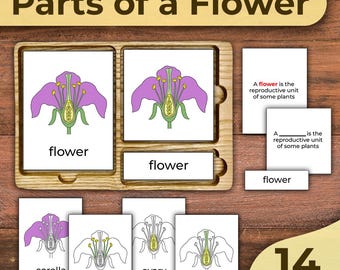 Parts of a Flower Nomenclature Cards Anatomy of a Flower Cards Flower ...