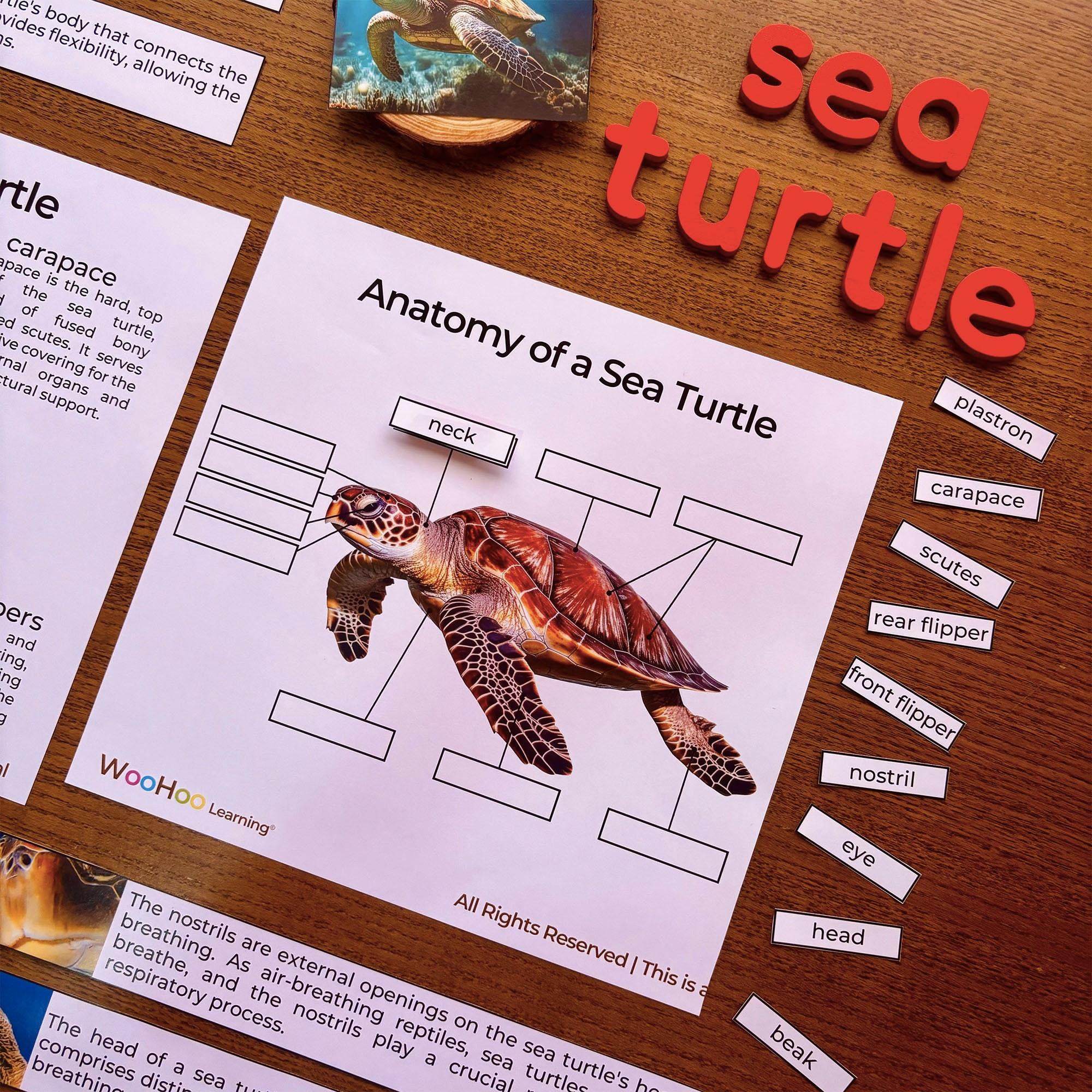 Sea Turtle Anatomy Sea Turtle Parts Anatomy of a Sea Turtle Montessori ...