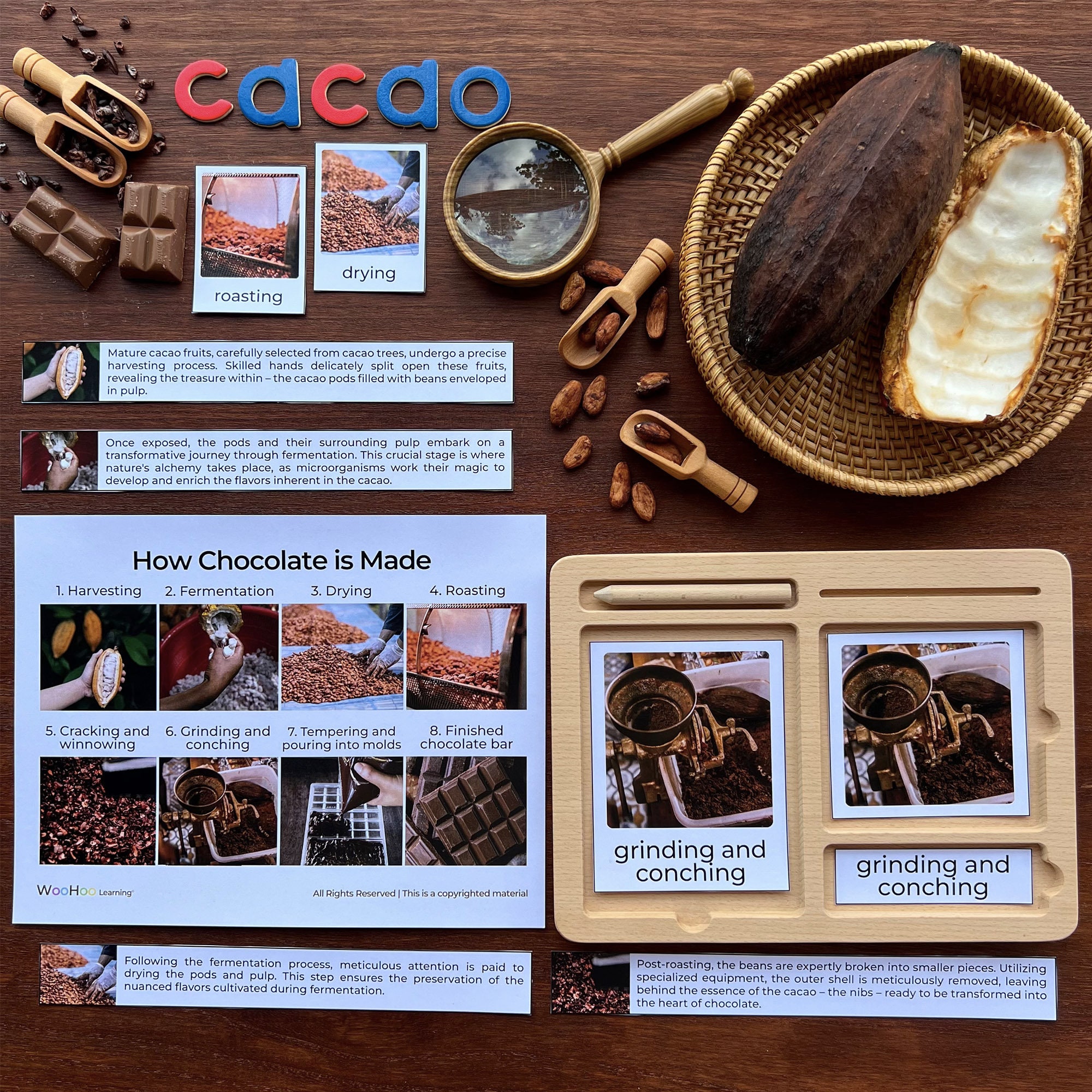 Chocolate Unit Study How Chocolate is Made Unit Study Chocolate Process ...