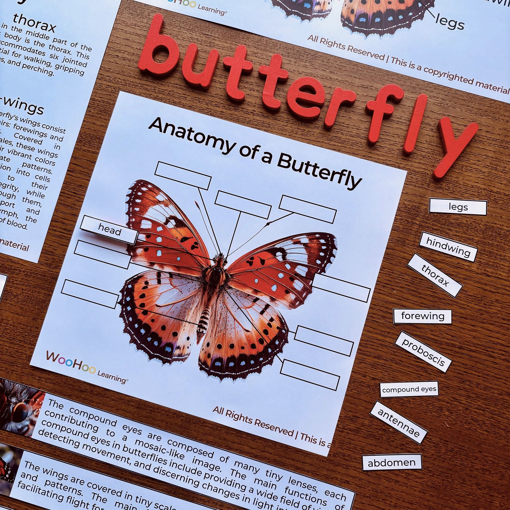 Butterfly Anatomy Unit Butterfly Parts Butterfly Nature Study Parts of ...