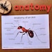 Ants Anatomy Parts of an Ant Anatomy Unit Study Ants Anatomy Nature ...