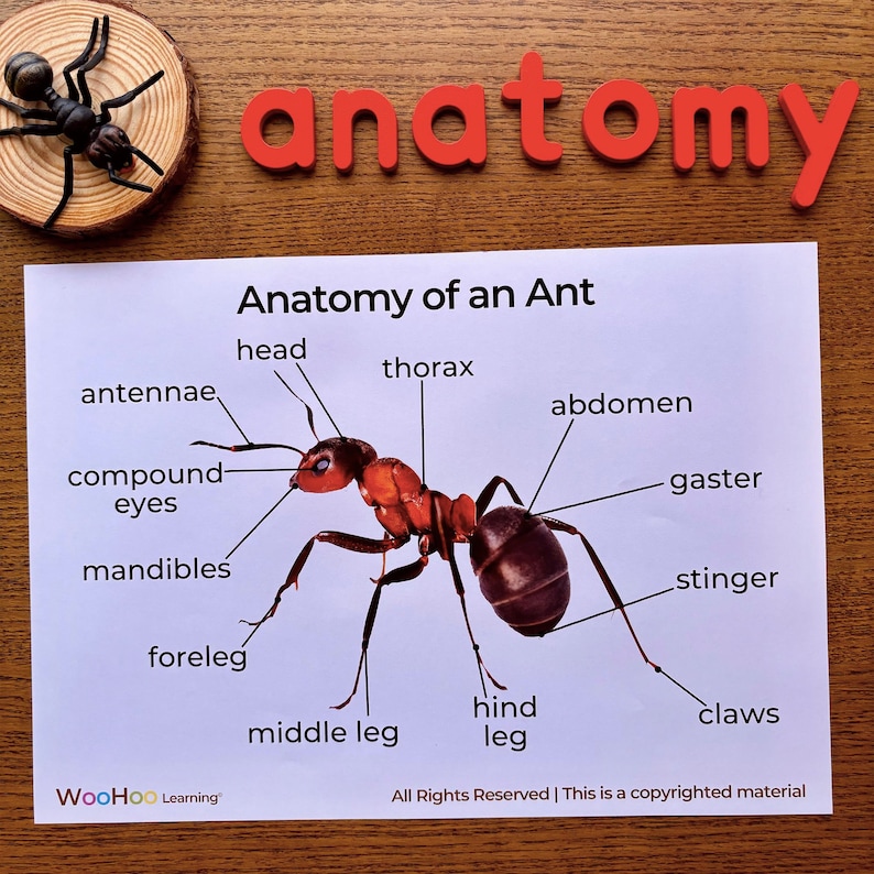 Ants Anatomy Parts of an Ant Anatomy Unit Study Ants Anatomy Nature ...
