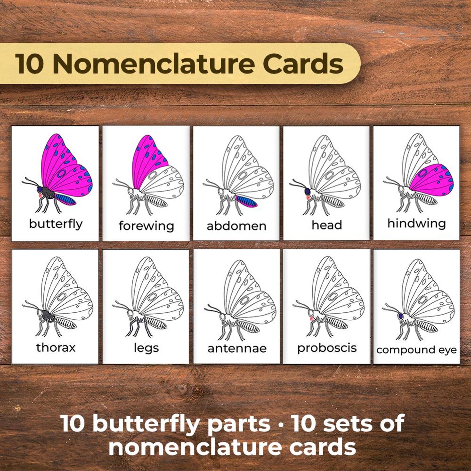 Parts of a Butterfly the Body Parts of a Butterfly Anatomy Parts ...